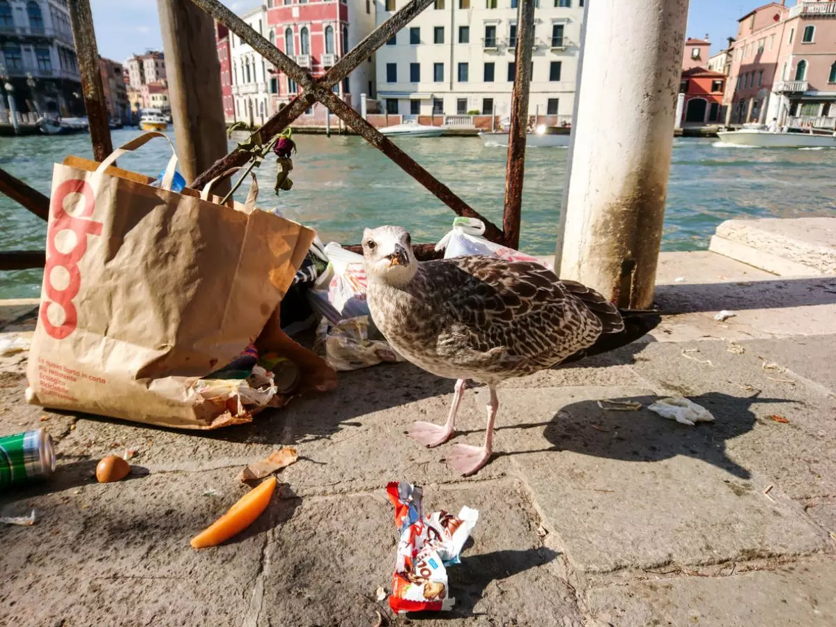 Venice Pollution The Venice Of Africa" Sinks Into The Rubbish