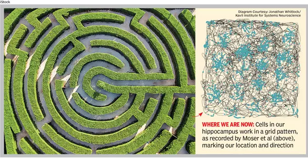 ‘Grid cells in our mind map the whole world — focus your attention to ...