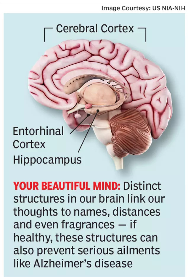 ‘Grid cells in our mind map the whole world — focus your attention to ...