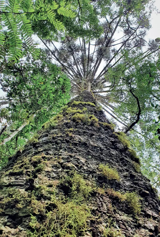 brazil: ‘We preserve threatened plant species in Brazil, from tiny ...