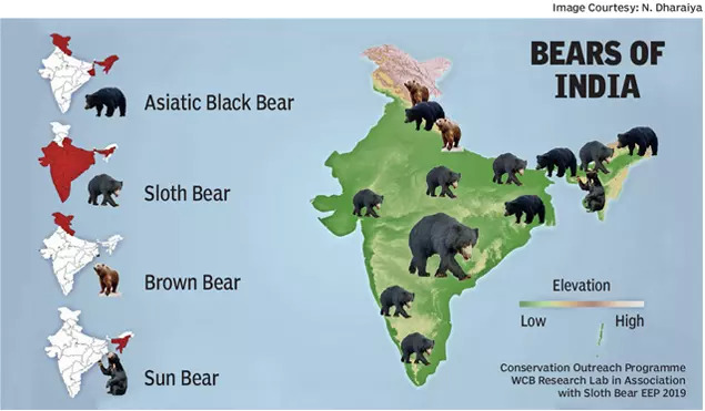 ‘Sloth bears, part of India’s natural wealth, face human-animal ...