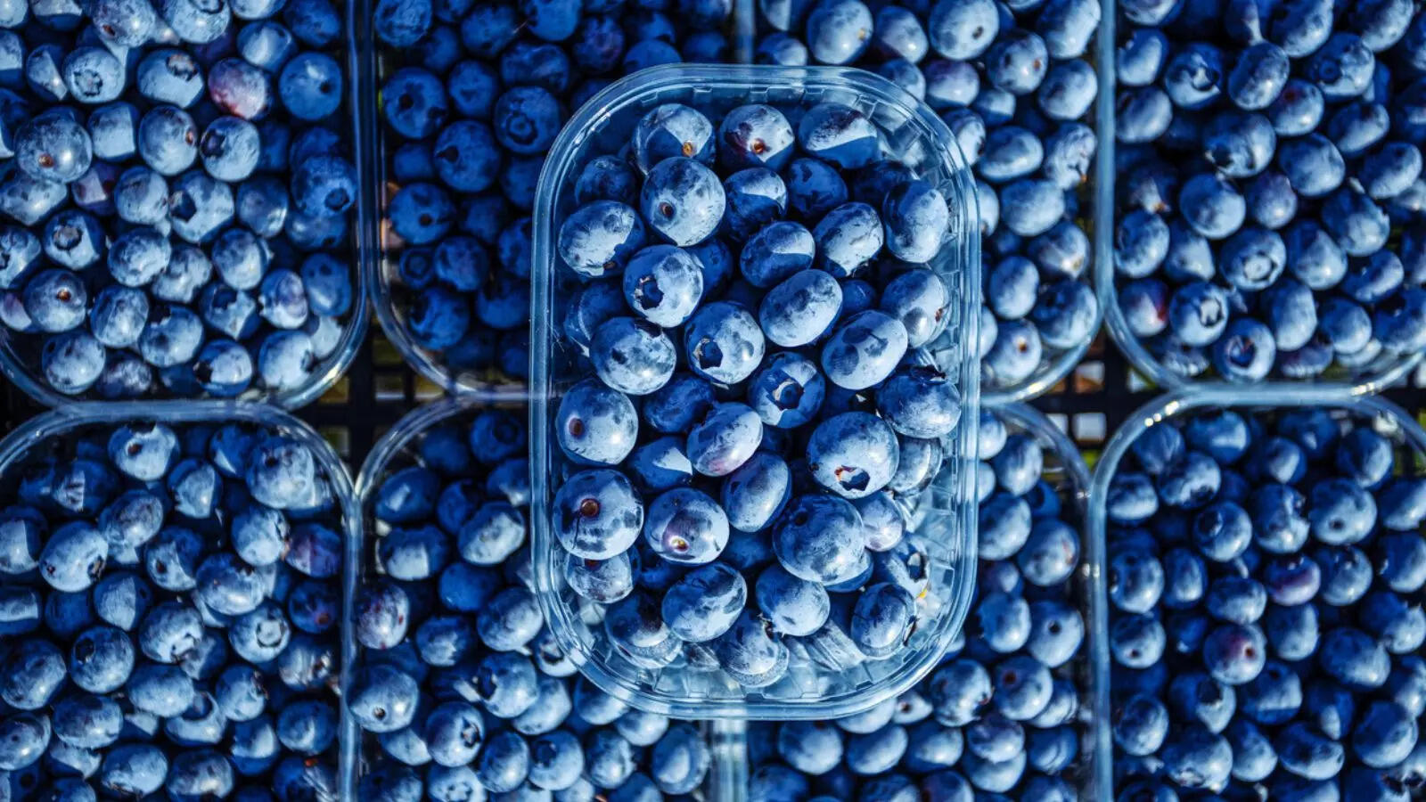Container Gardening 101: 5 Pro Tips For Growing Blueberries
