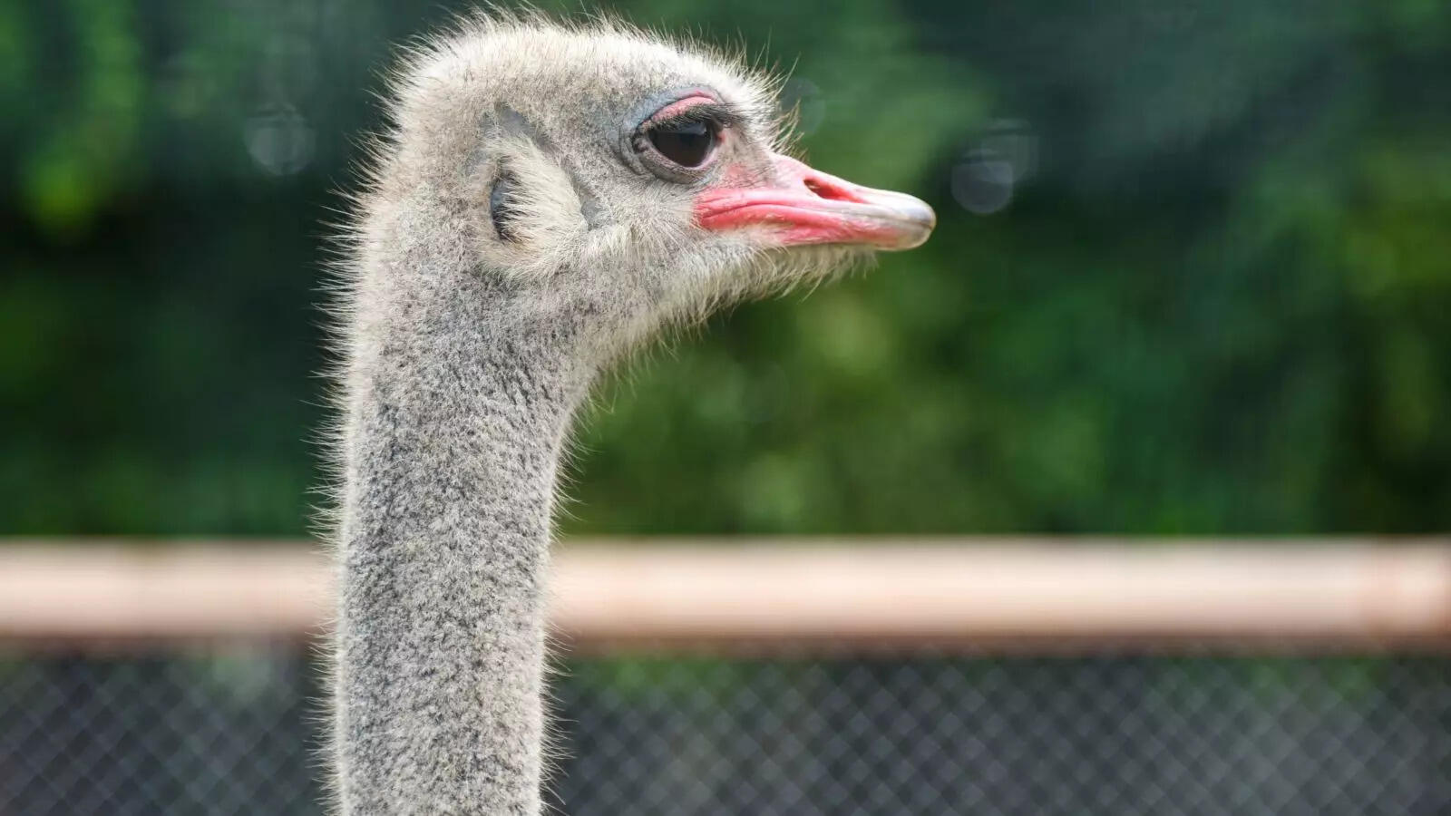 Ostrich Secrets: Why Their Eyes Are Bigger Than Their Brain