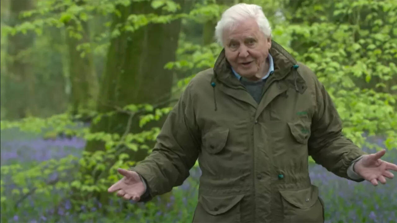 Secret World of Sound with David Attenborough Web Series: Review ...