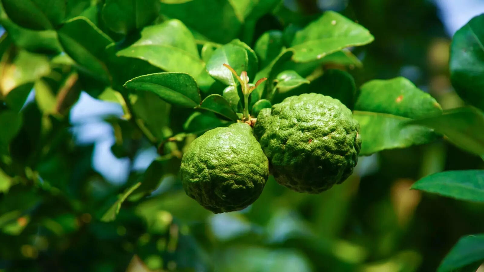 Exploring The Citrus Wonder: 10 Interesting Facts About Bergamot Fruit