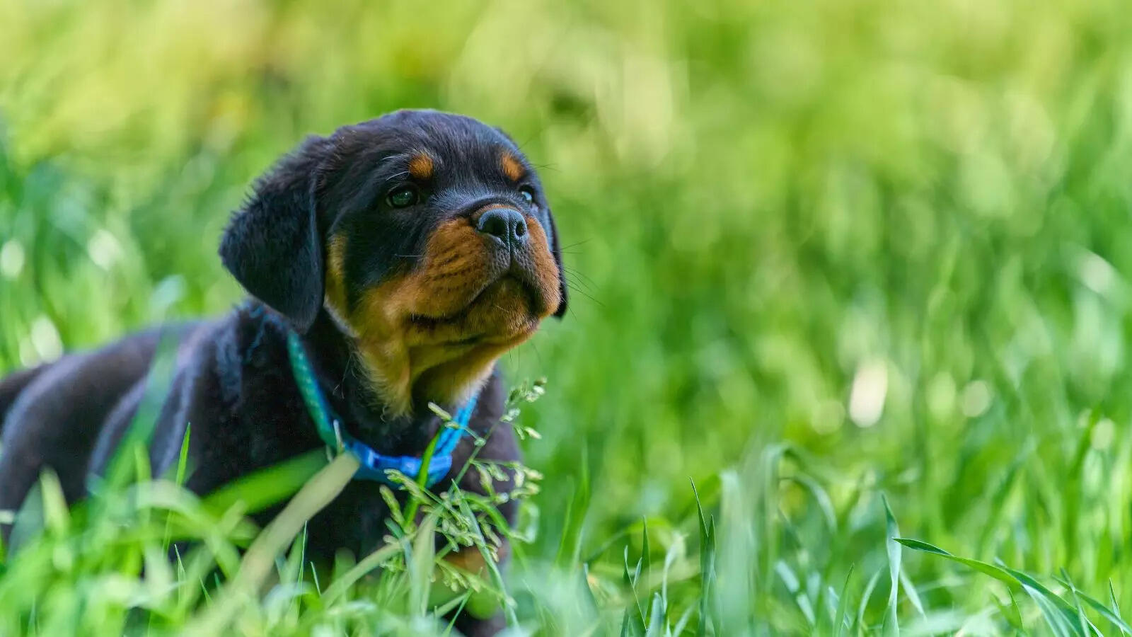 Canine Protectors: Discovering The Top 7 Guard Dogs For Your Family