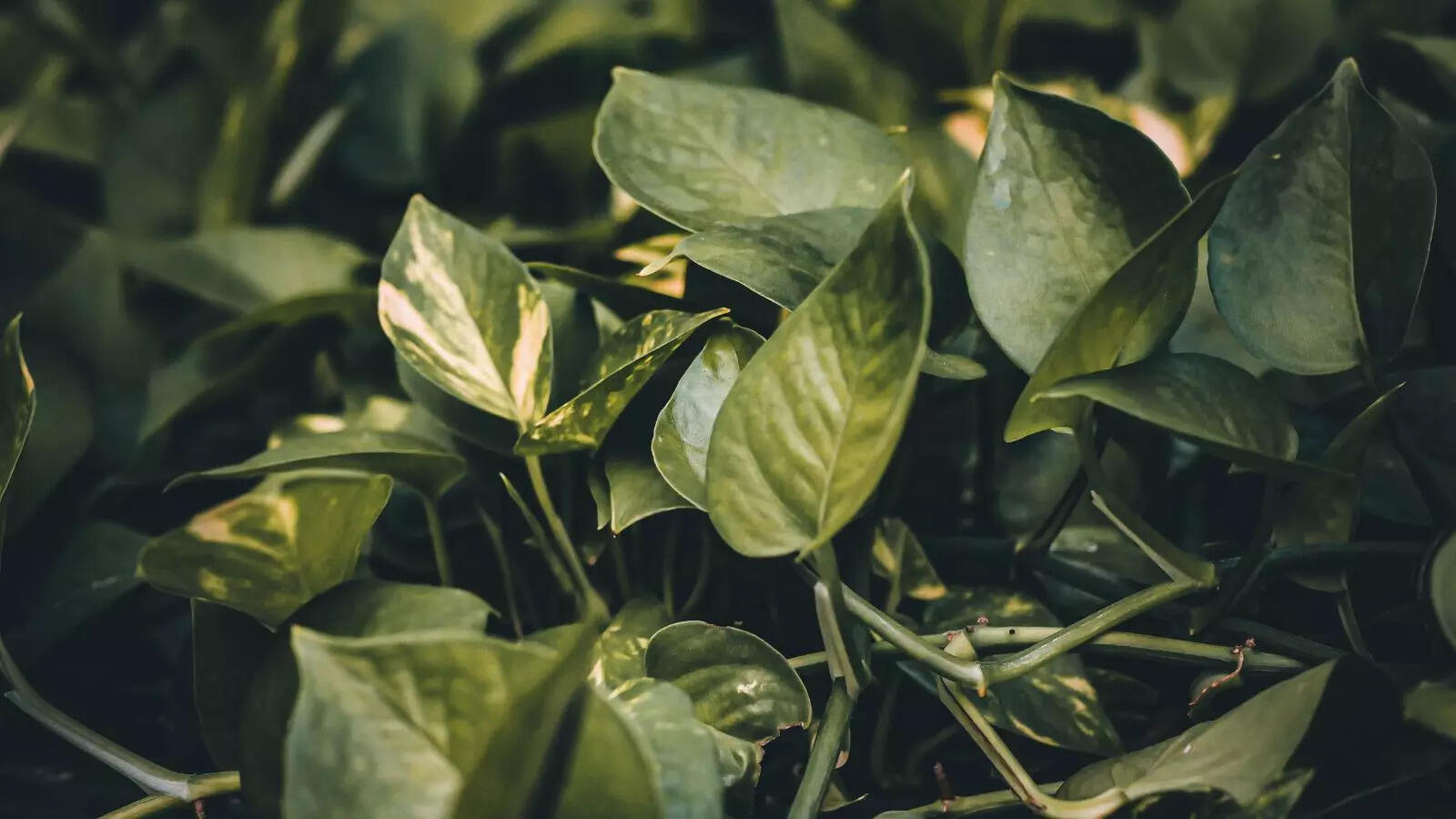 6 Types Of Money Plants To Bring Prosperity And Greenery Into Your Home