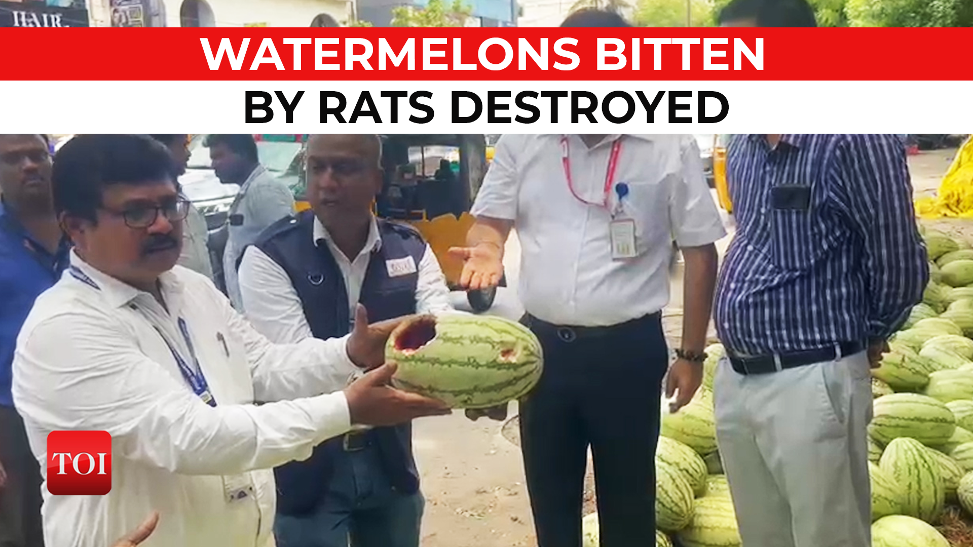 watermelon bitten by rats: Why were several kilograms of watermelon ...