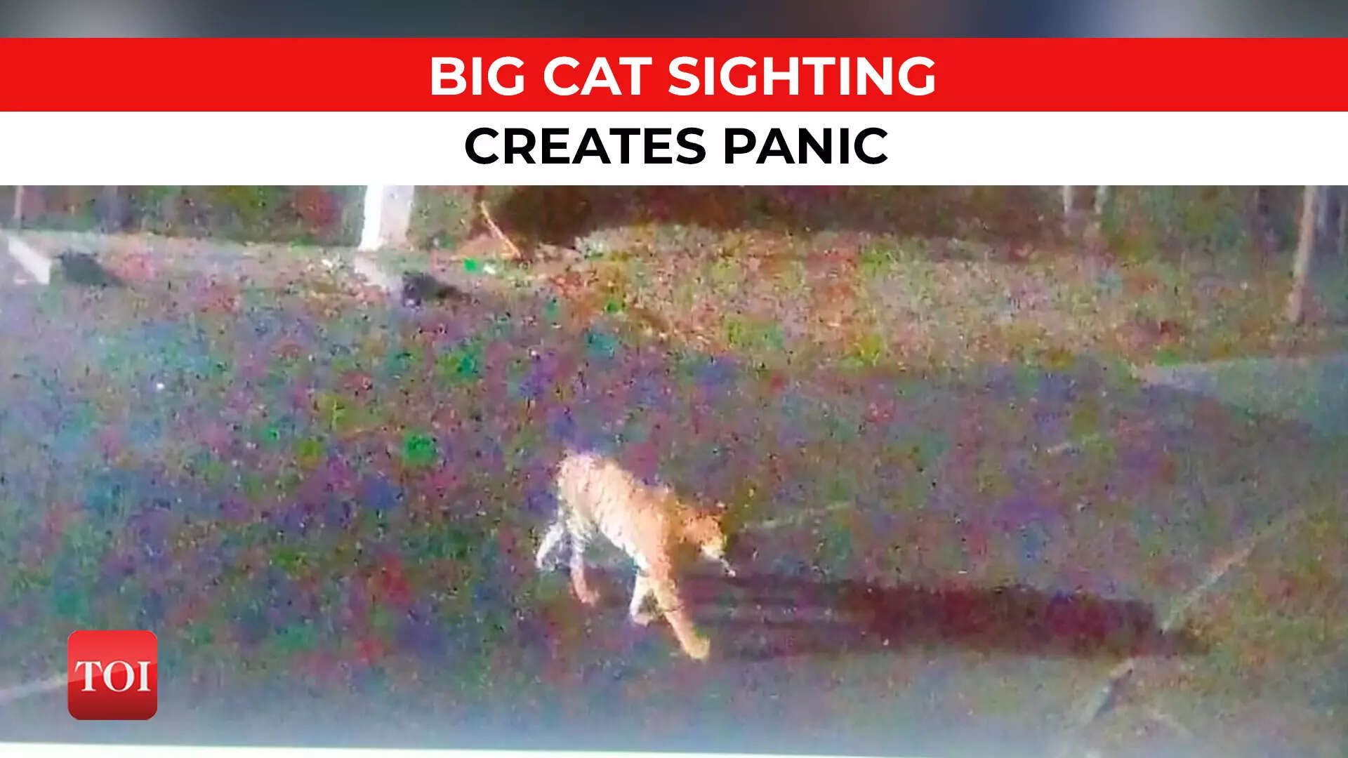 viral video: CCTV footage: Tiger spotted roaming inside Mhow's Army War ...