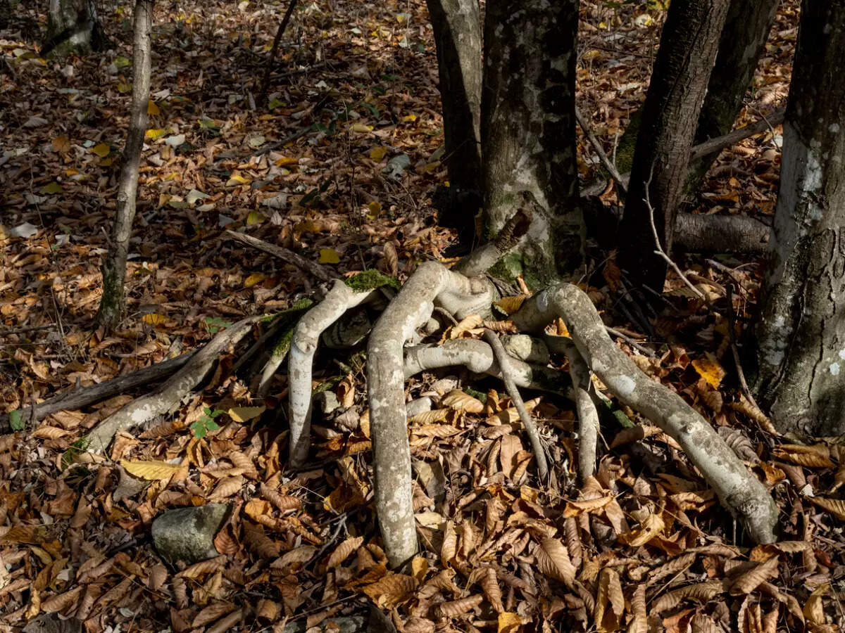 What’s inside Hoia Baciu Forest, the world's most haunted forest ...