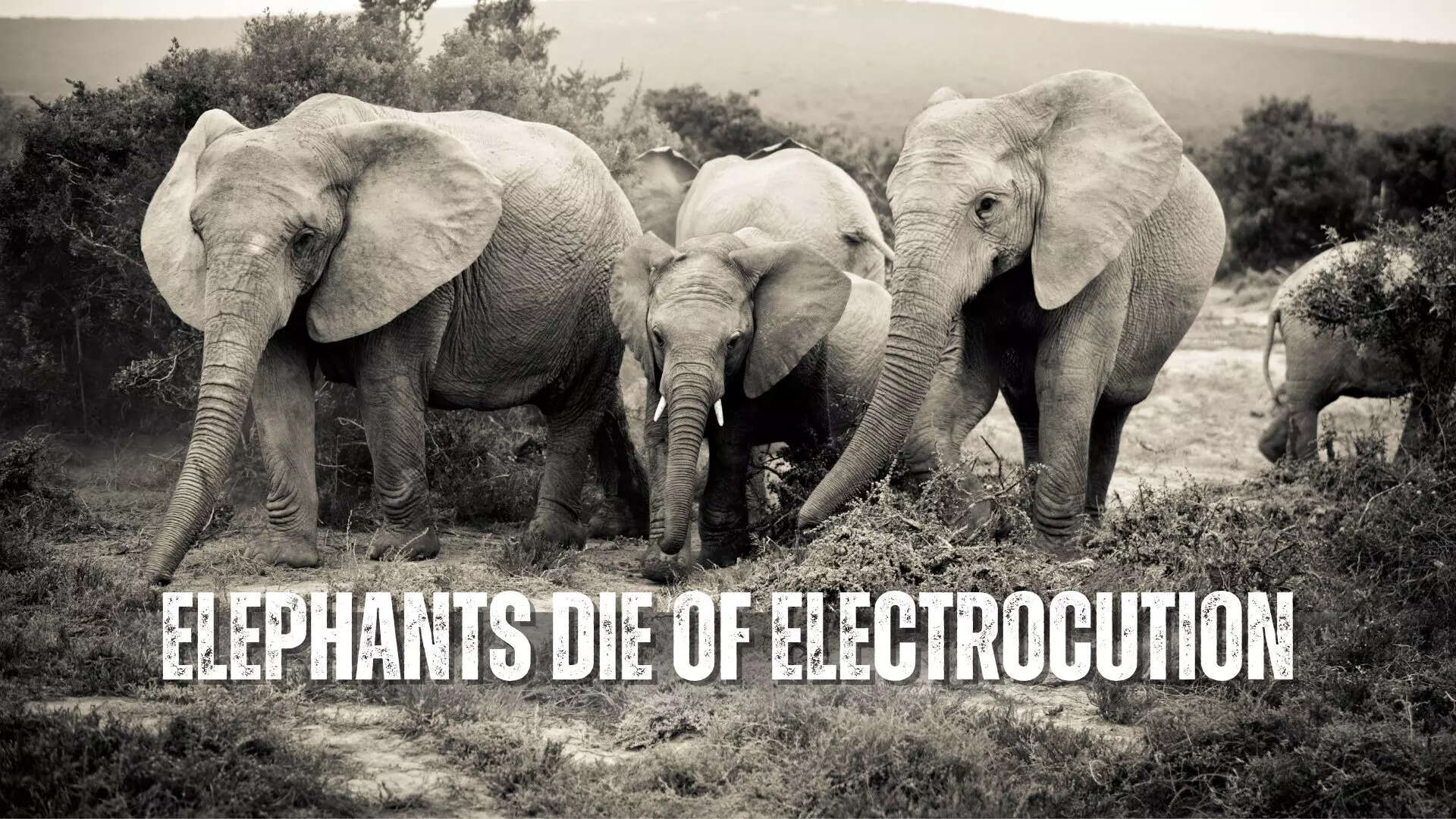 Tragic: Electrocution claims lives of 4 elephants in Andhra Pradesh