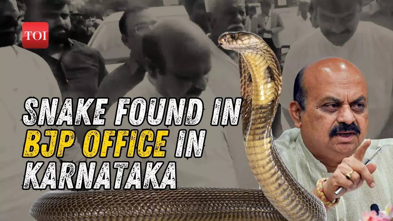Watch: Snake found at BJP Office during Karnataka election results 2023 counting