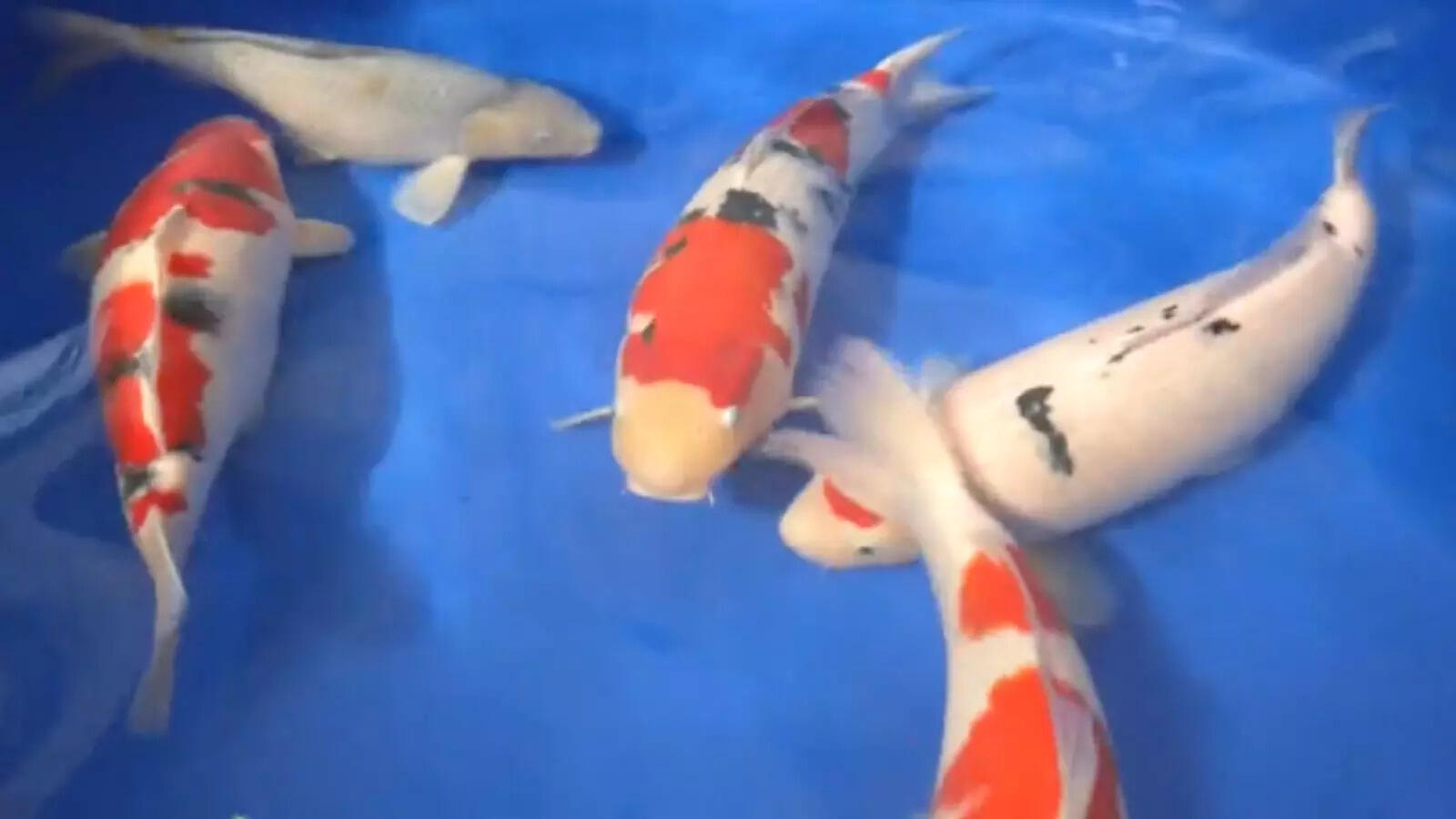 Inside the booming popularity of Hiroshima’s koi