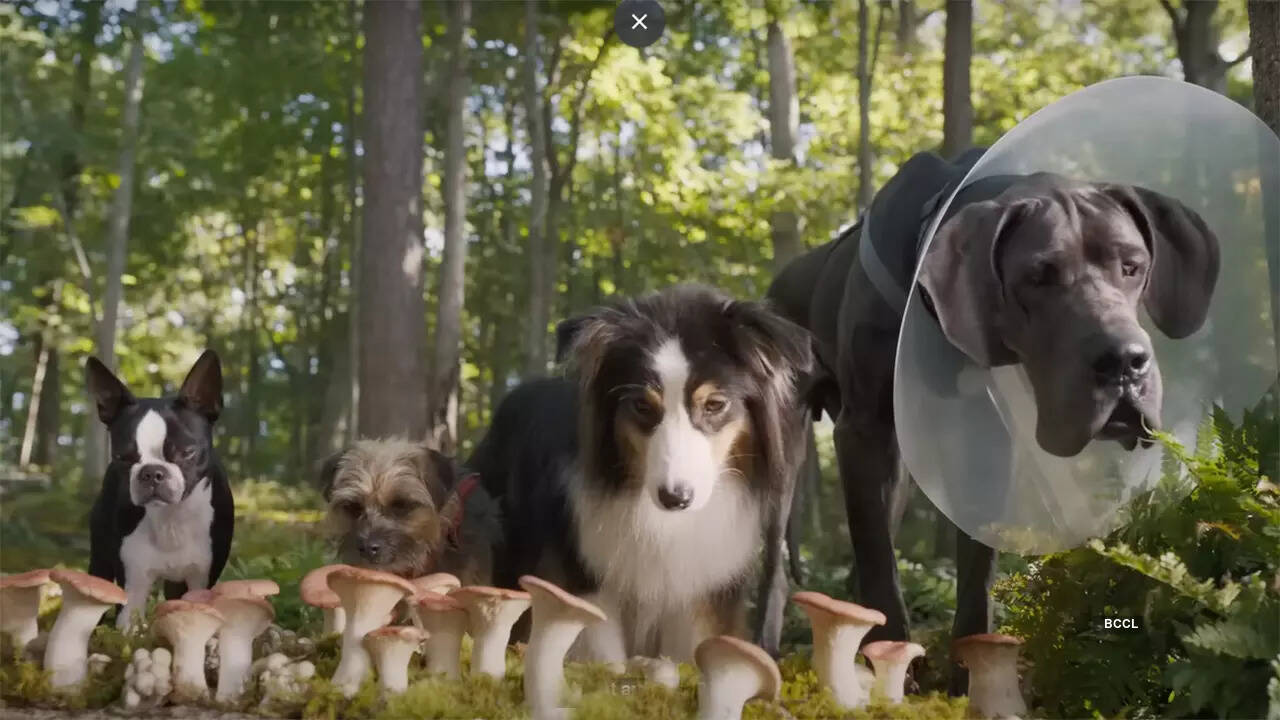 Strays Movie: Showtimes, Review, Songs, Trailer, Posters, News & Videos ...