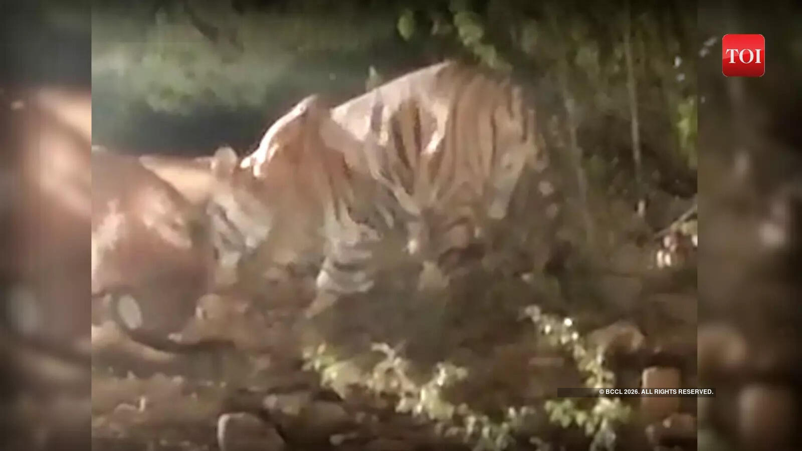 Viral: Tiger hunts down prey animal in Alwar