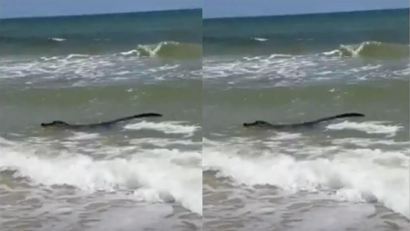 Gator enjoys beach waves in Alabama
