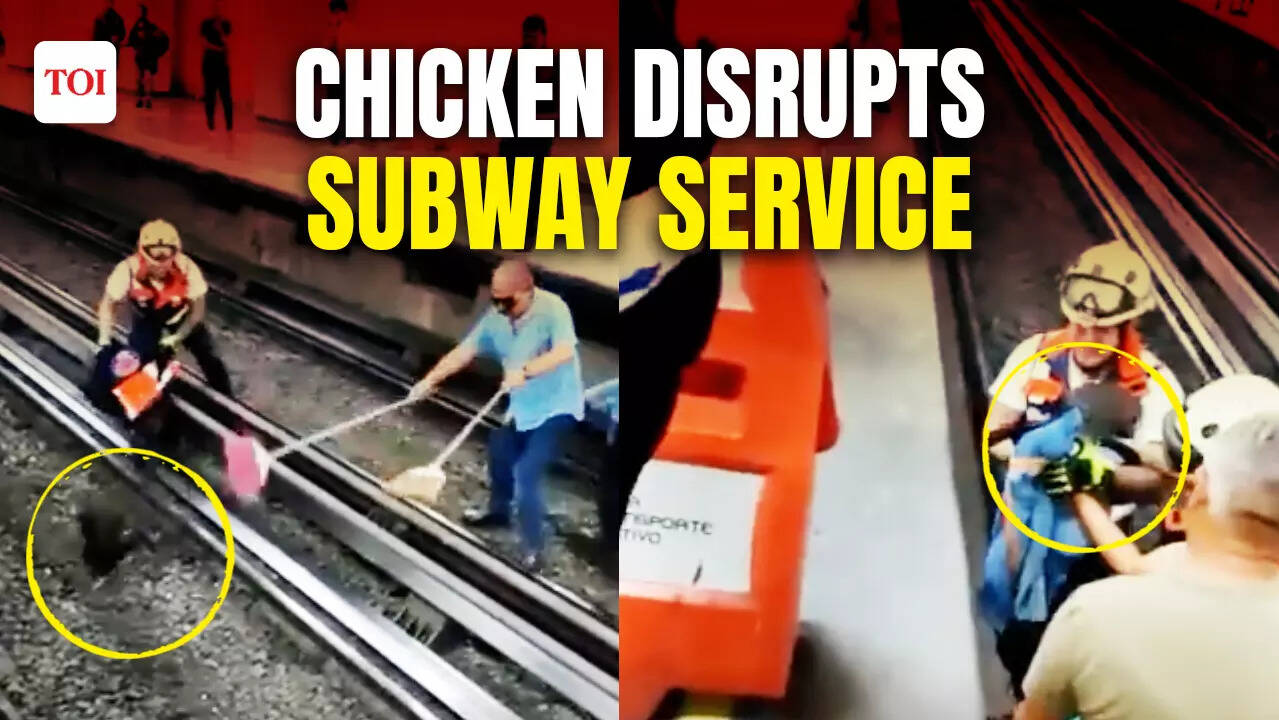 Viral video: Rescuers chase down loose chicken that disrupted service ...