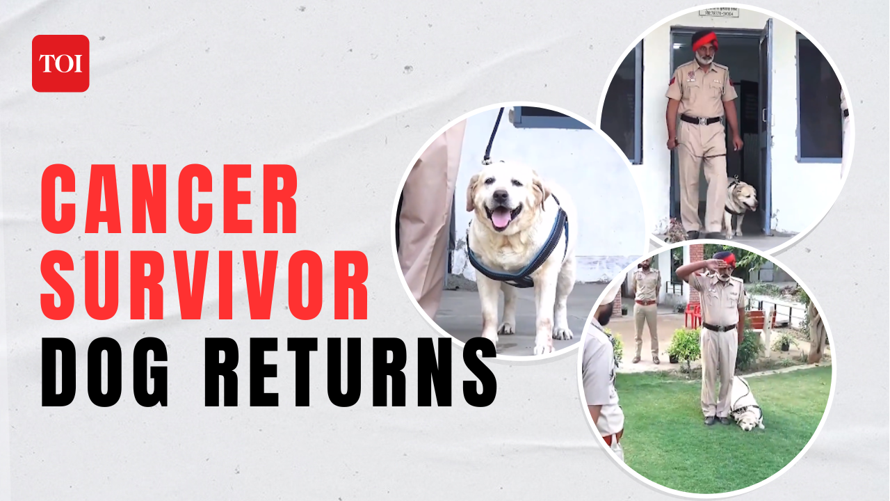 Video: Resilient cancer survivor dog returns to Punjab police canine team