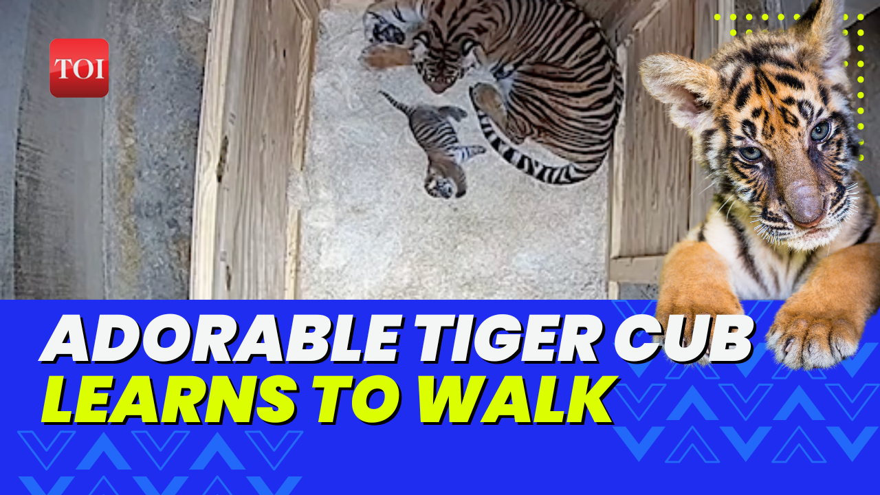Watch: Livestream captures adorable newborn Tiger Cub learning to walk