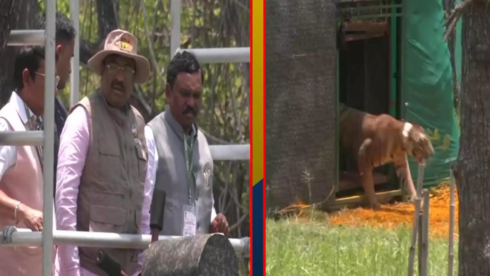 Maharashtra: Translocation of tigers will boost tourism in Gondia, says Sudhir Mungantiwar