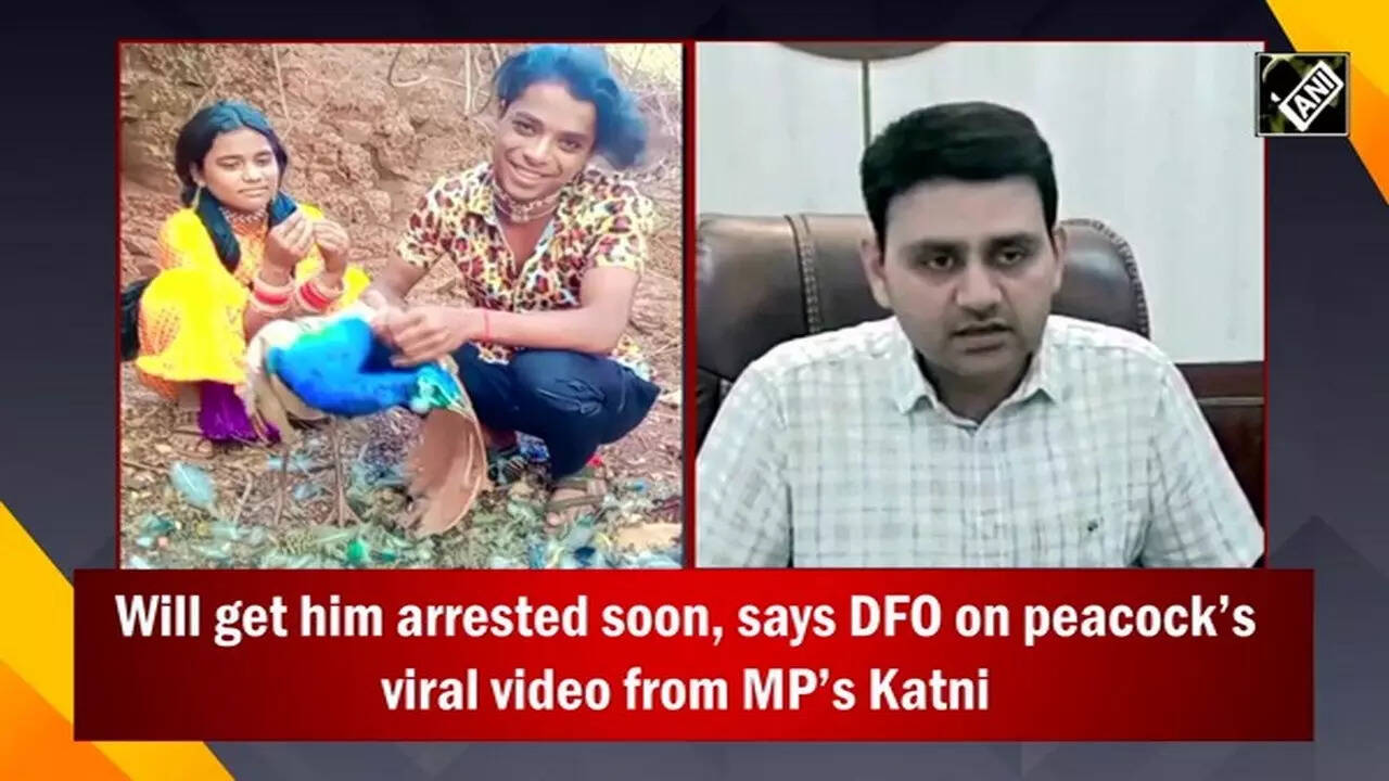 katni: Will get him arrested soon, says DFO on peacock’s viral video ...