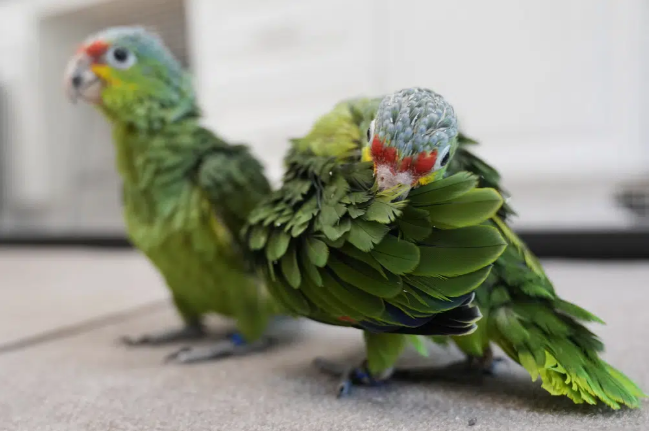 Smuggled parrot eggs found in a carry on bag at the airport - Times of ...