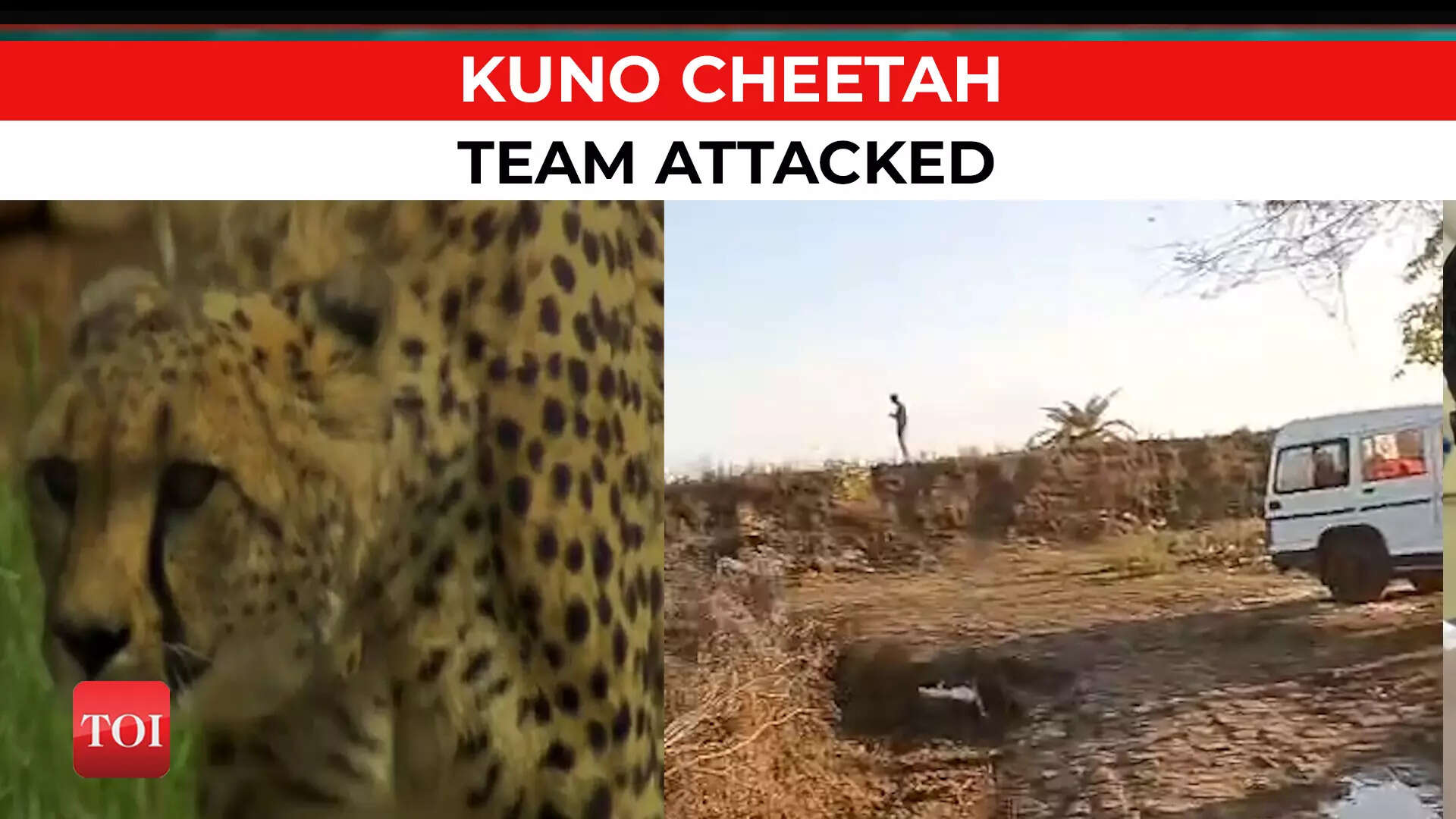 Violent attack on Kuno cheetah team in Madhya Pradesh, mistaken for cow ...