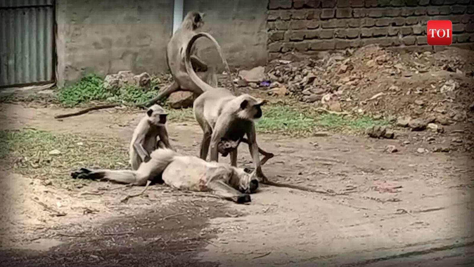 Watch: Monkey troop mourns the death of their mate in West Bengal