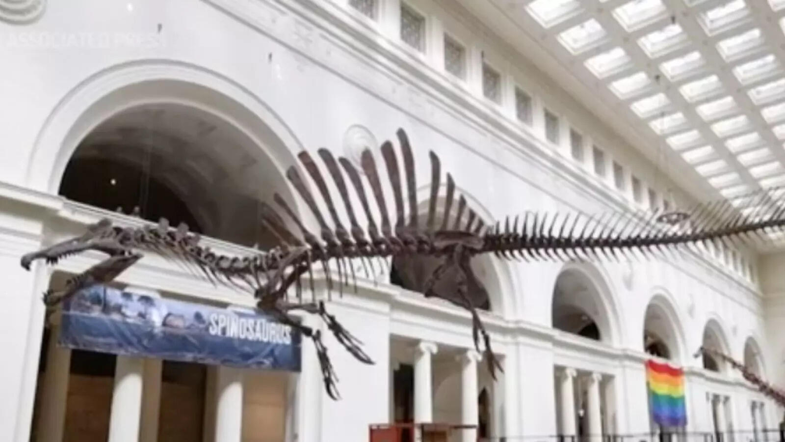 Spinosaurus makes debut at Chicago's Field Museum