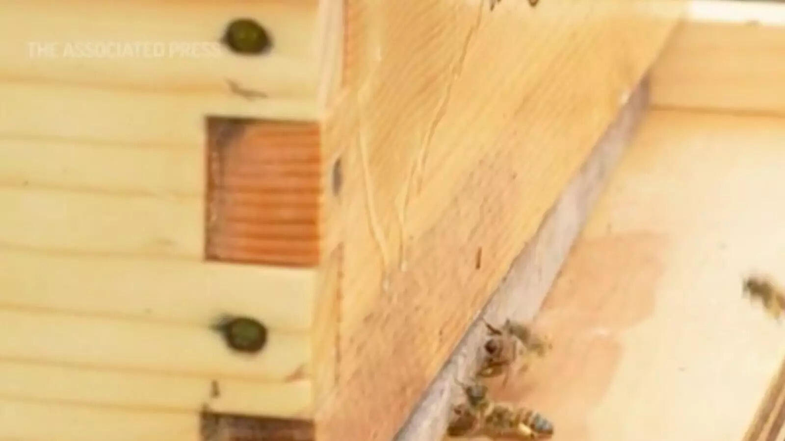 US promotes honeybees with hives at buildings