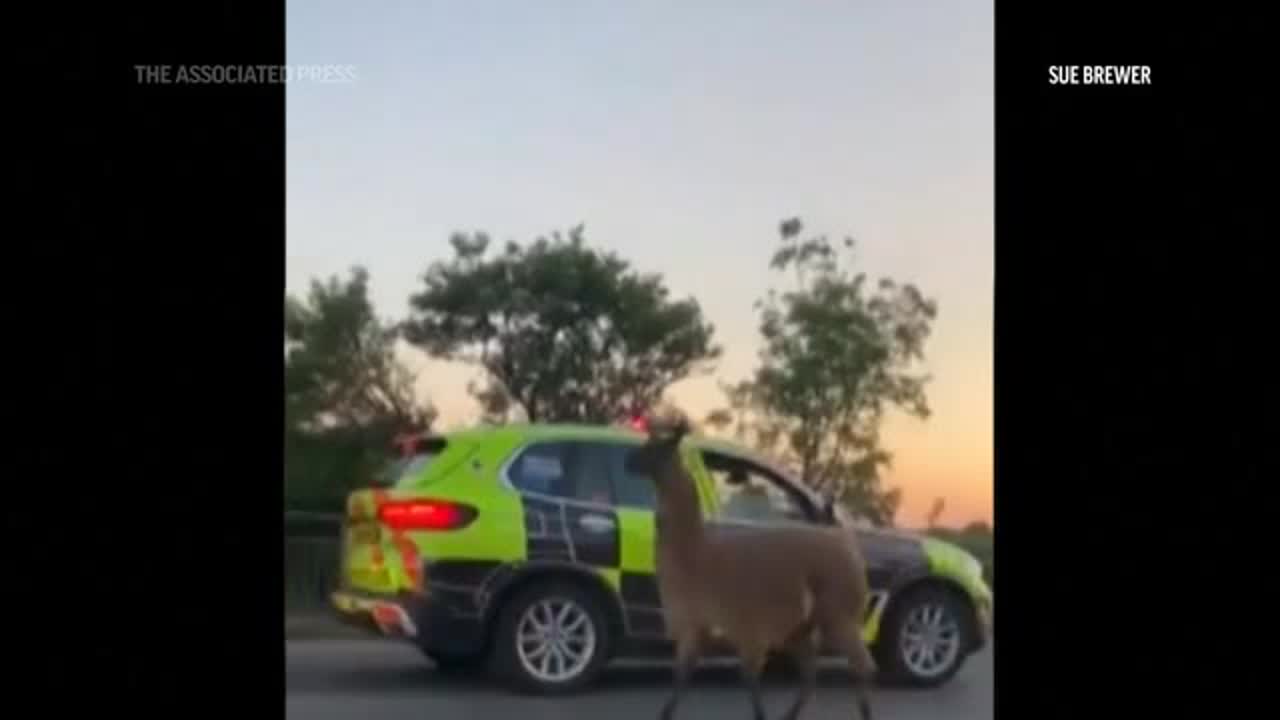 Wandering llama stalls traffic in north England