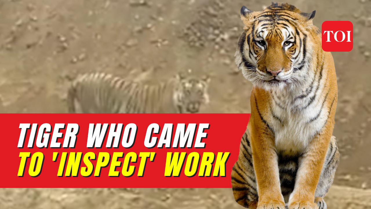 Watch: Tiger's startling visit, fear and panic grip workers during ...