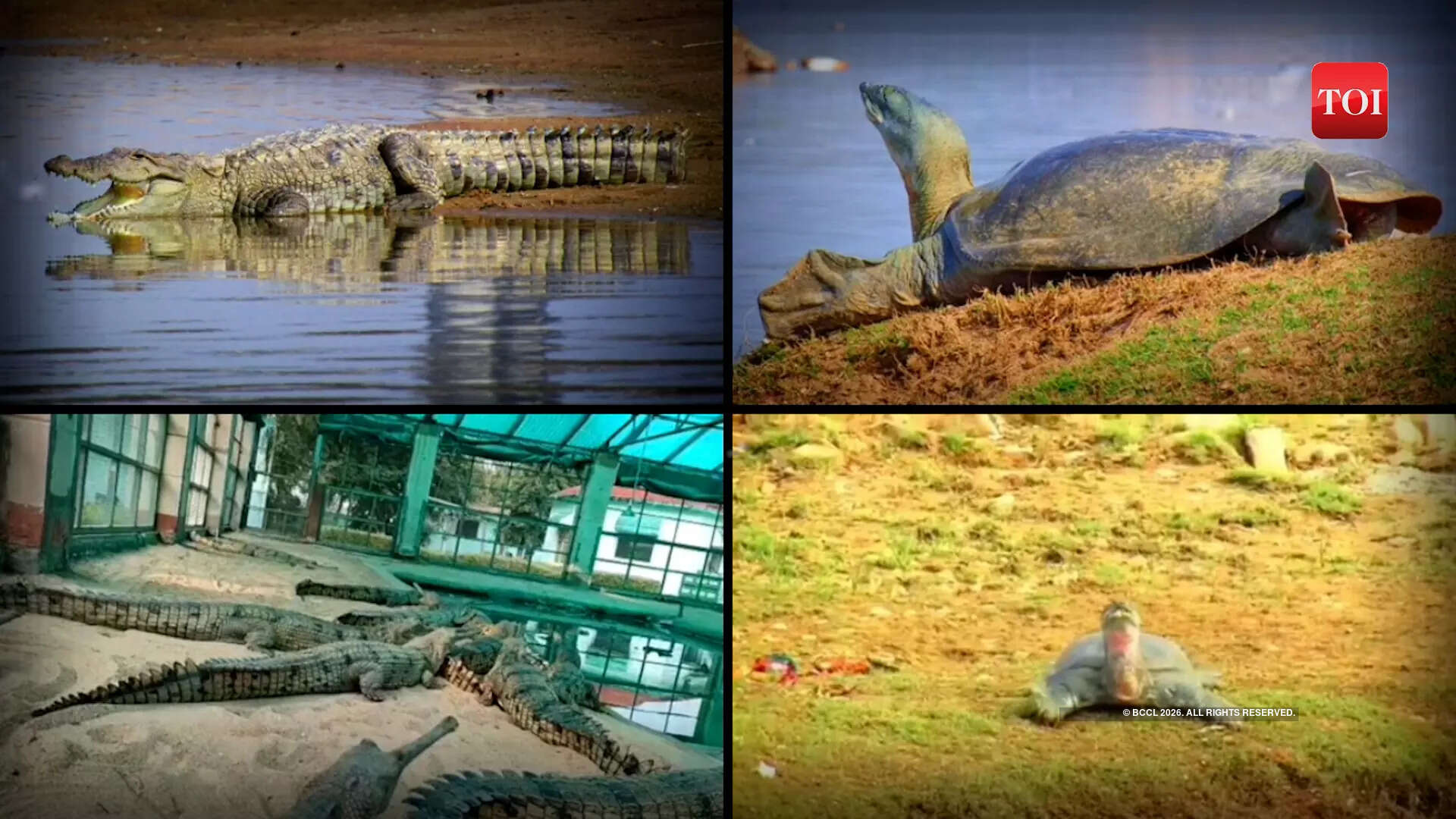 chambal: National Chambal Sanctuary witnesses rise in Crocodiles ...