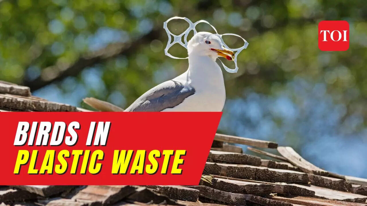 'A Wasted Flight' - An exhibition that sheds light on plastic waste's ...