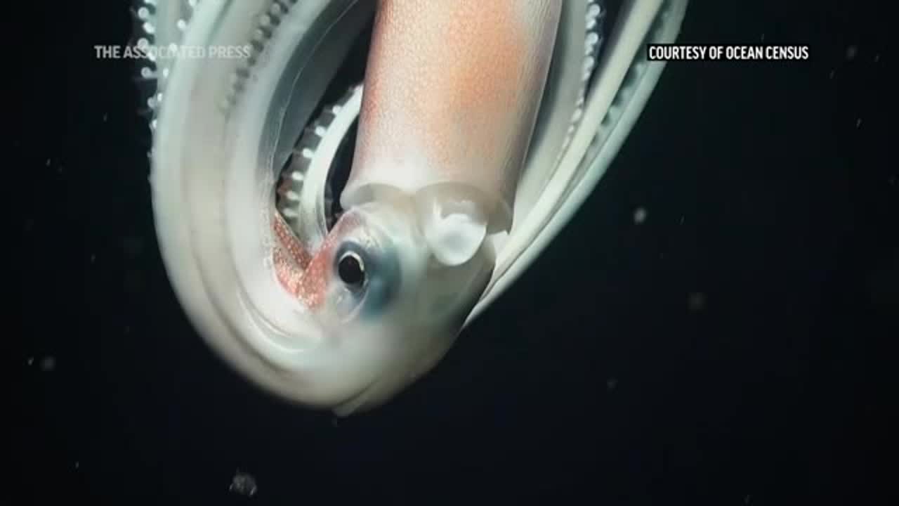 Climate change and plastics threaten world oceans