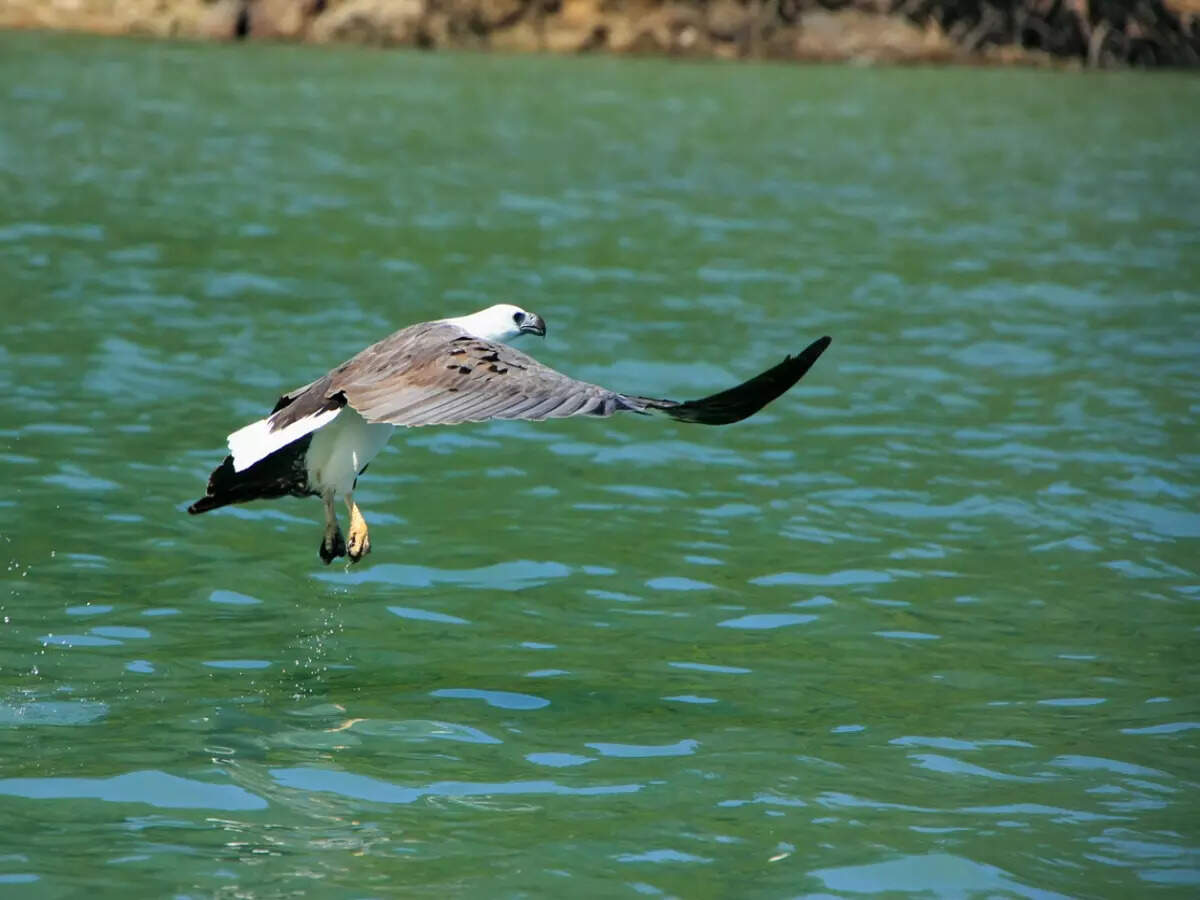 Chidiya Tapu in the Andamans: Not your usual wildlife destination ...