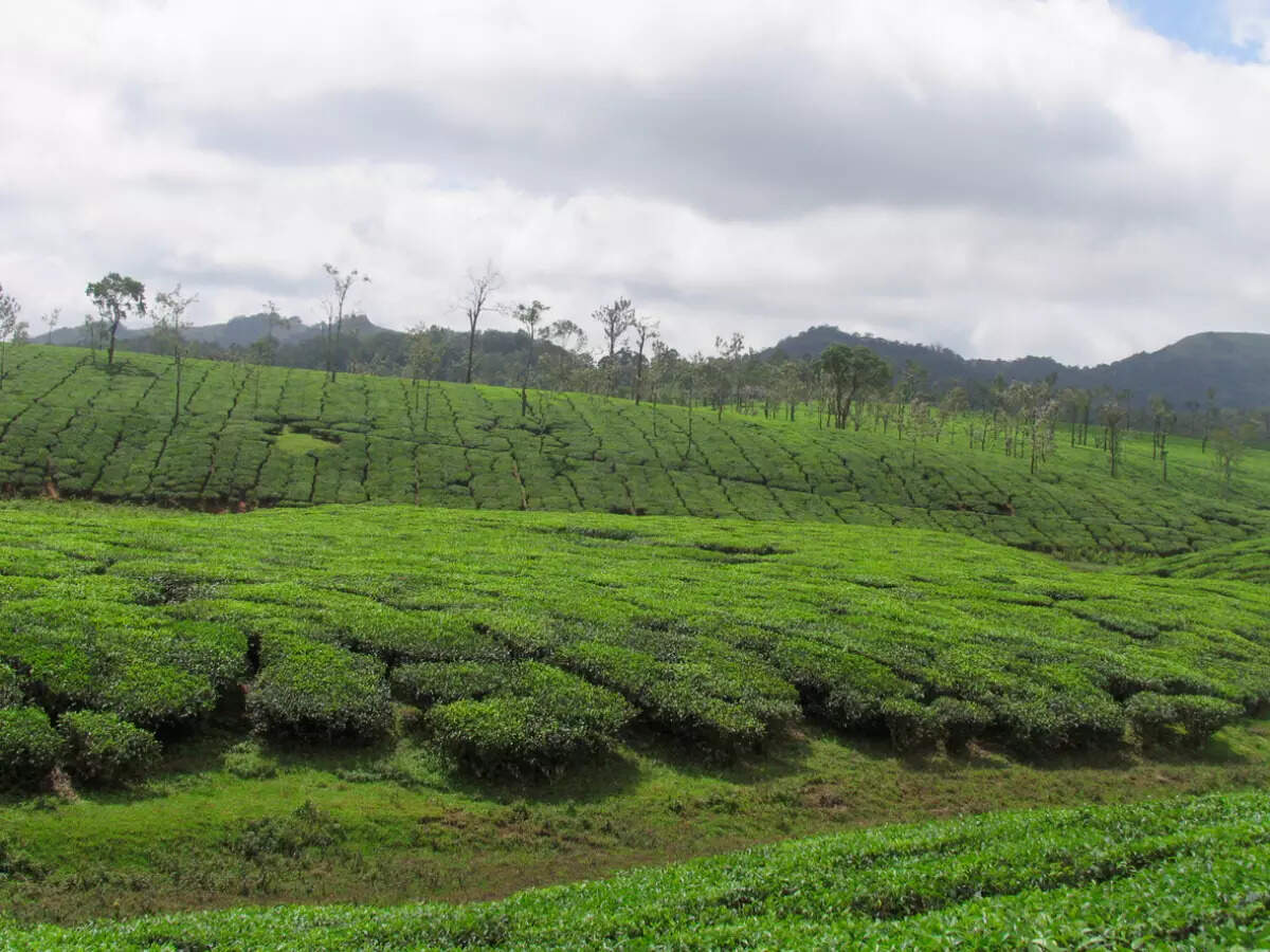 Nelliyampathy Hills: A nature lover's paradise in God's Own Country ...