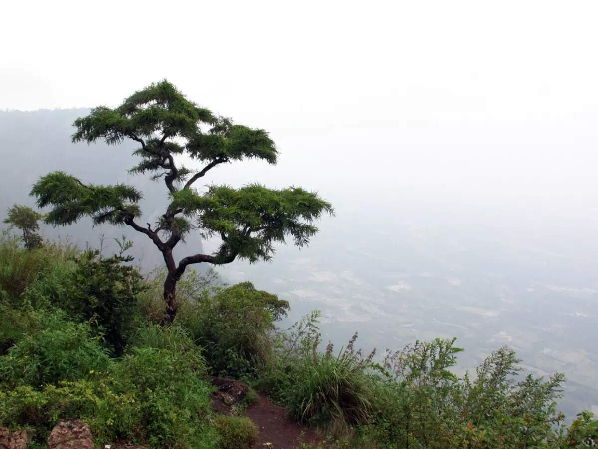 Nelliyampathy Hills: A nature lover's paradise in God's Own Country ...