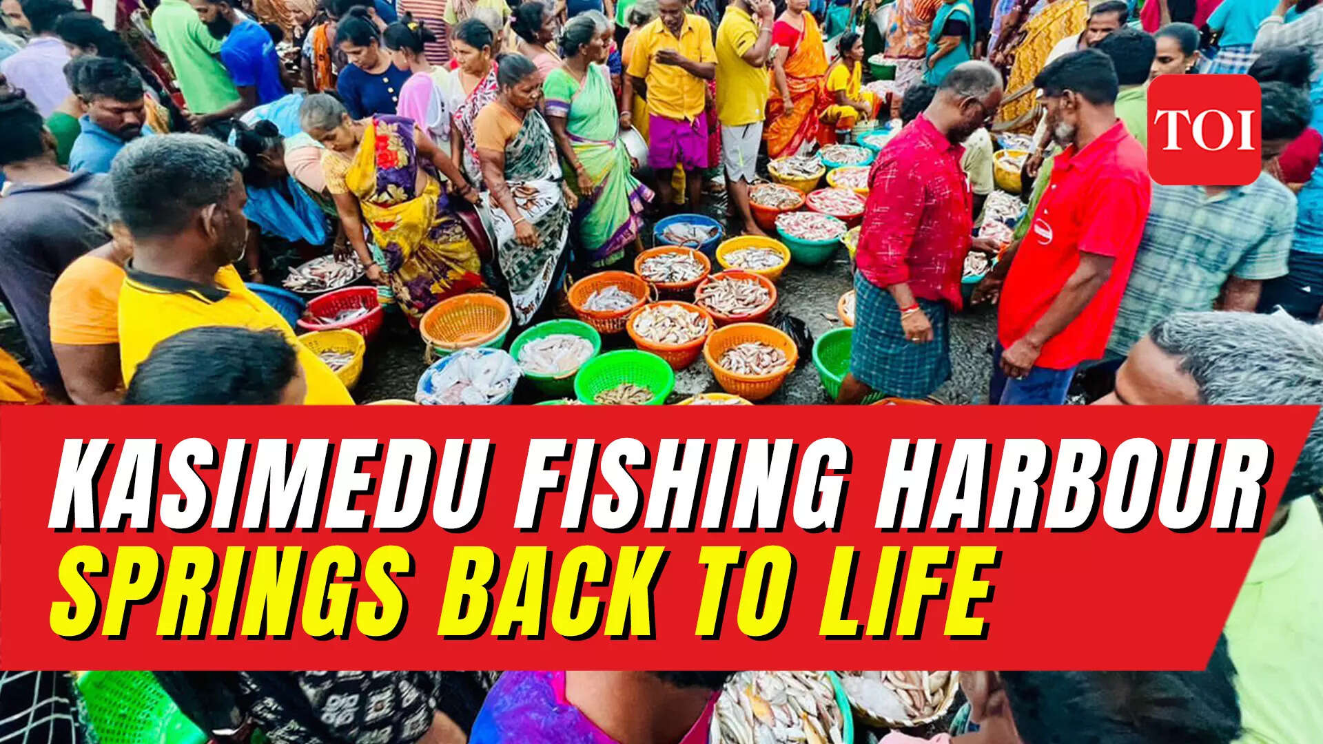 Watch: Chennai’s Kasimedu fishing harbour springs back to life as ...