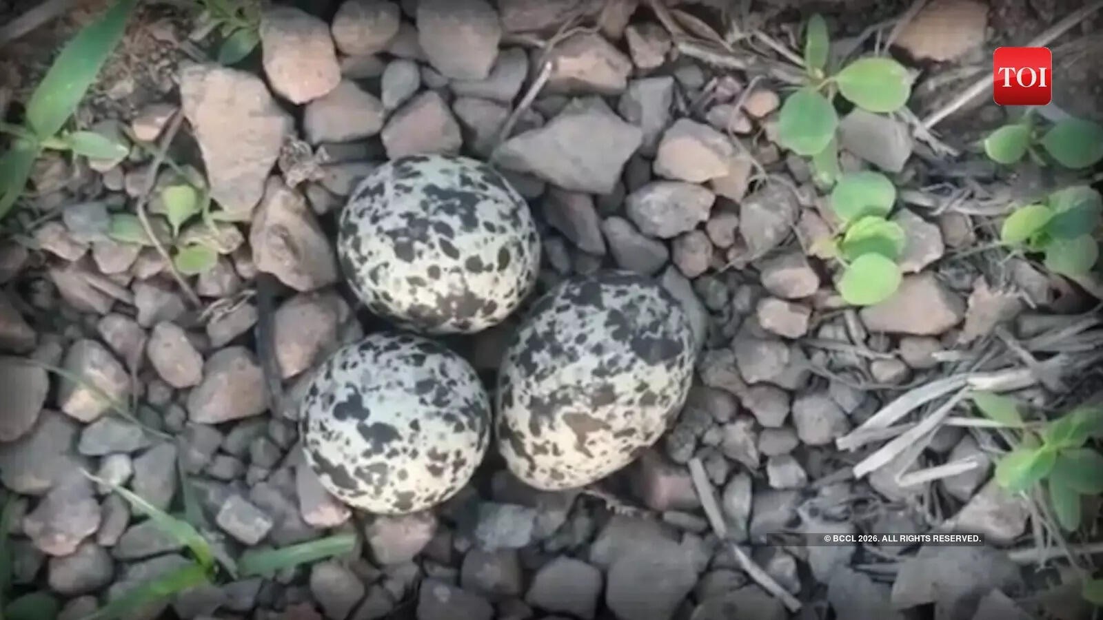 Niwari old tradition, villagers predict rain with ' Titahari' bird eggs