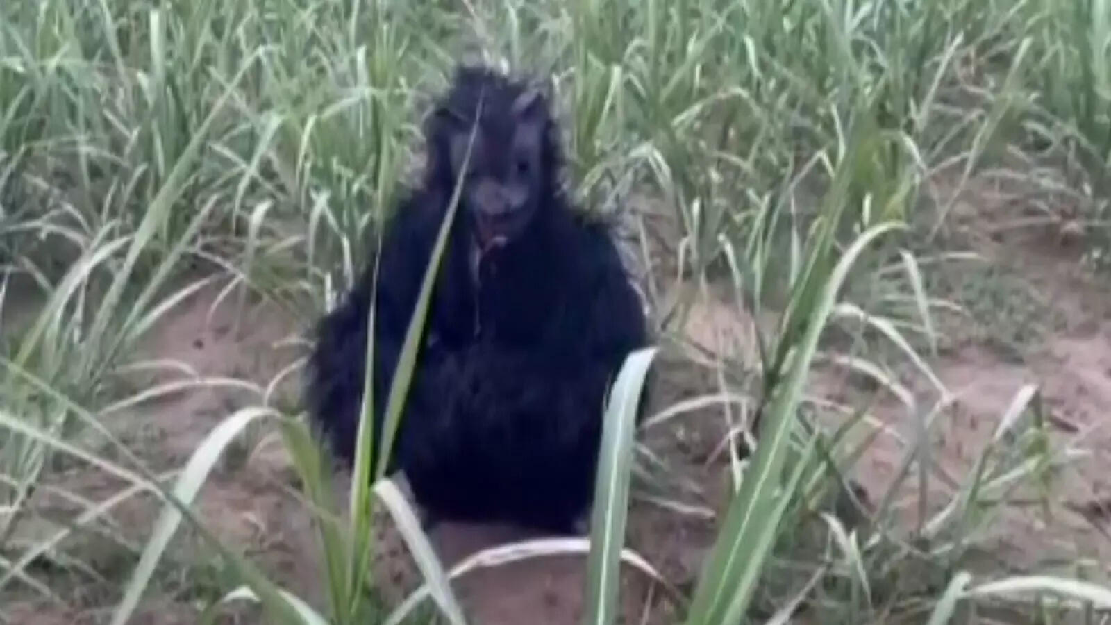 UP: Farmers come up with unique way to scare monkeys away from ...