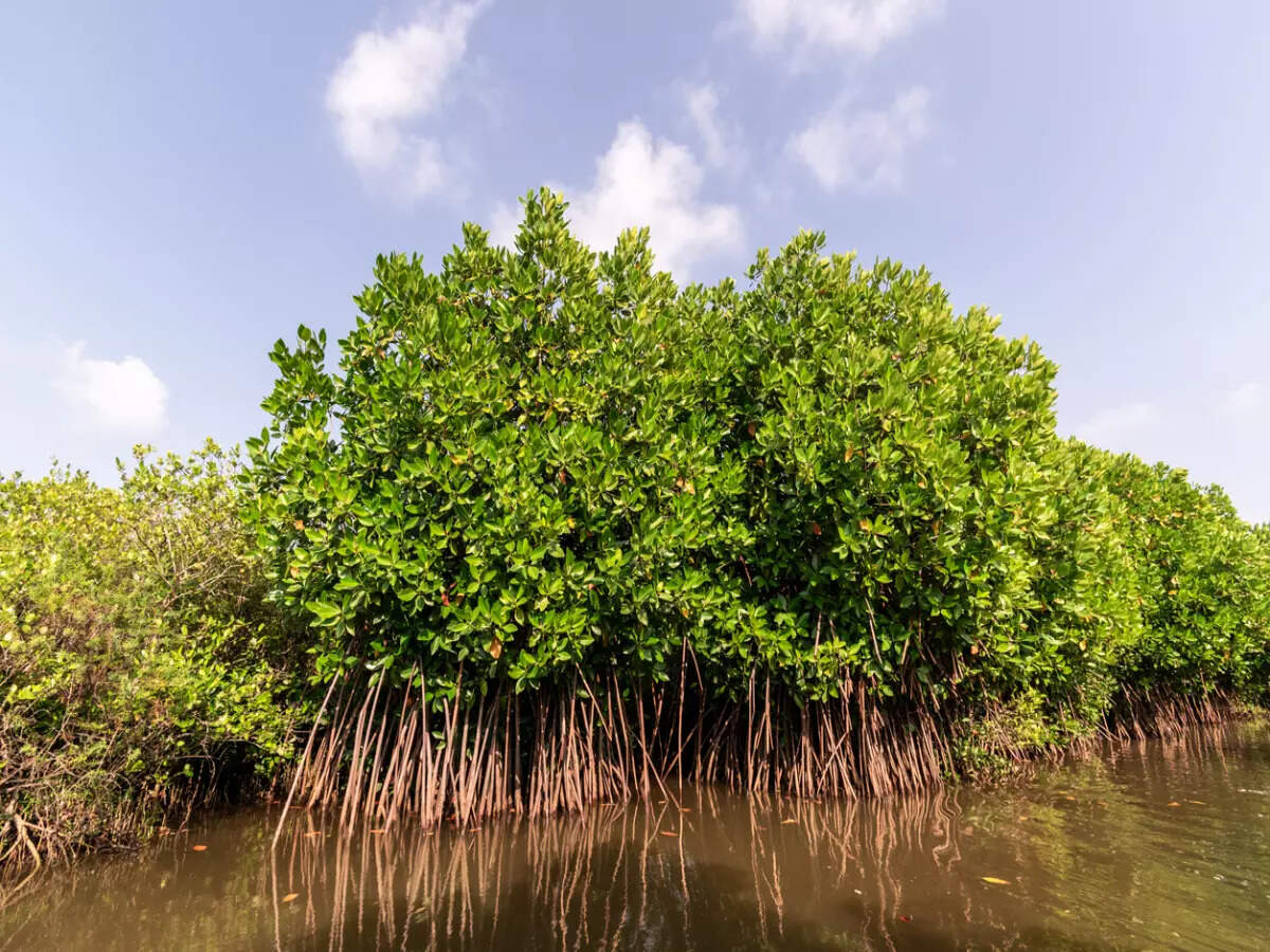 Pichavaram mangroves are the aquatic superheroes of Tamil Nadu, Tamil ...