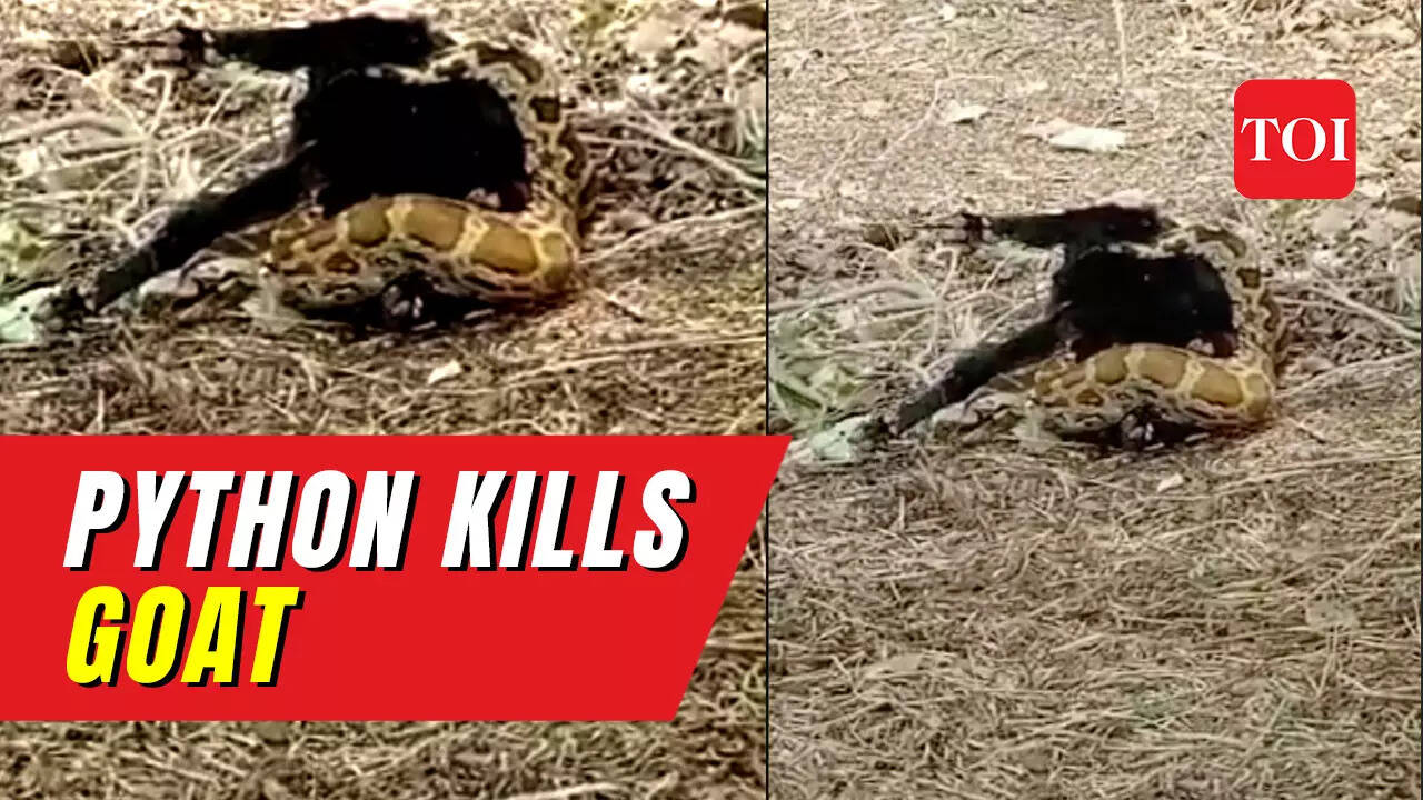 On cam: Python swallows a whole goat