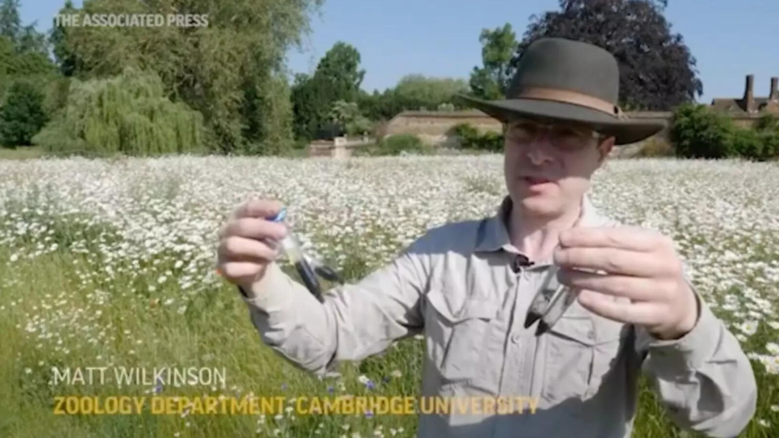 UK meadow project grows greater biodiversity