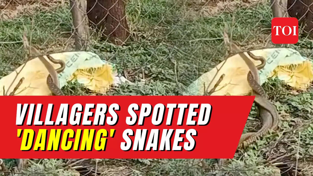 Video of two snakes 'dancing' in MP goes viral