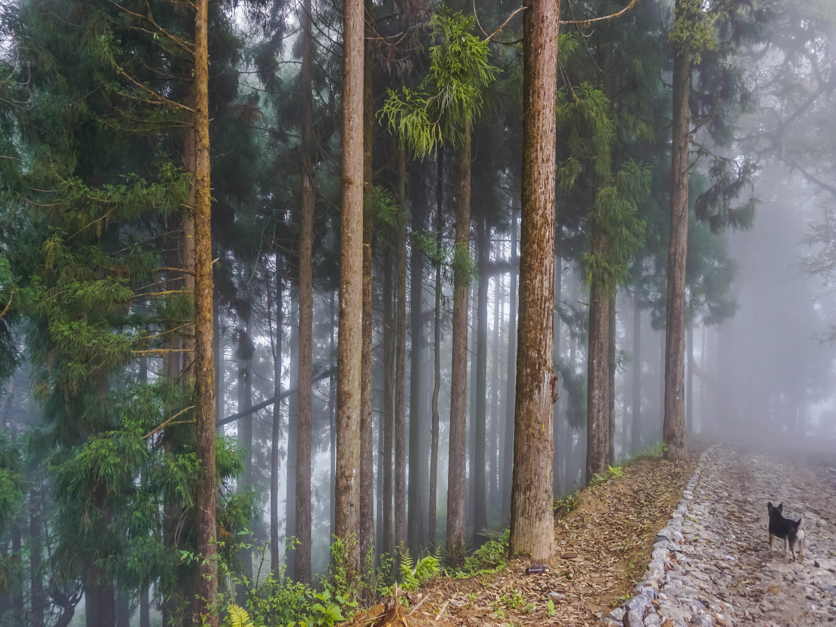 Van Mahotsav Day: Celebrate it by planting a sapling, India - Times of ...