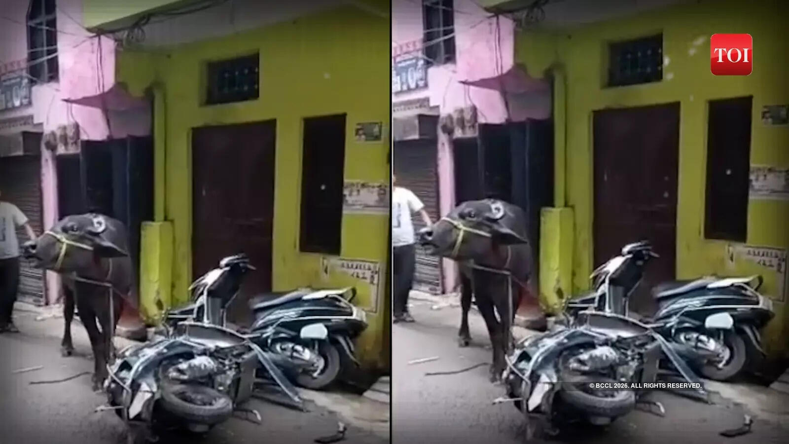 UP: Buffalo brought for sacrifice ran amok carrying the scooty tied ...