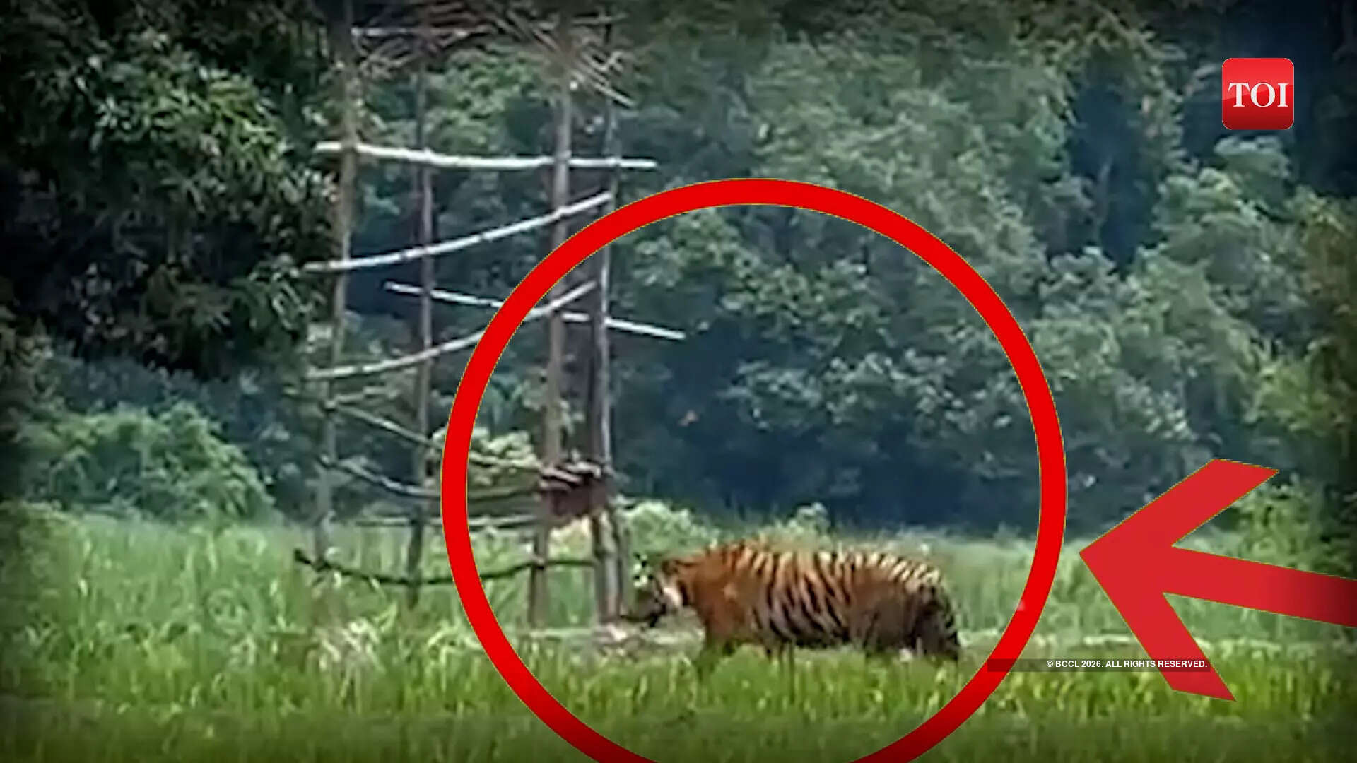 Viral: Tiger roaming in the field with a farmer