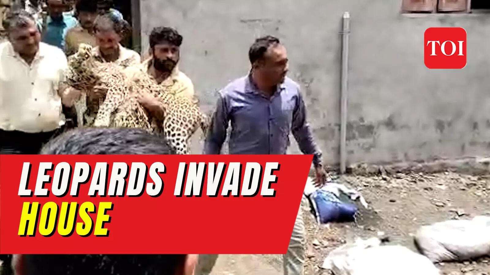 Leopards intrude home in Gir Gadhada village; woman, son, and forest ...