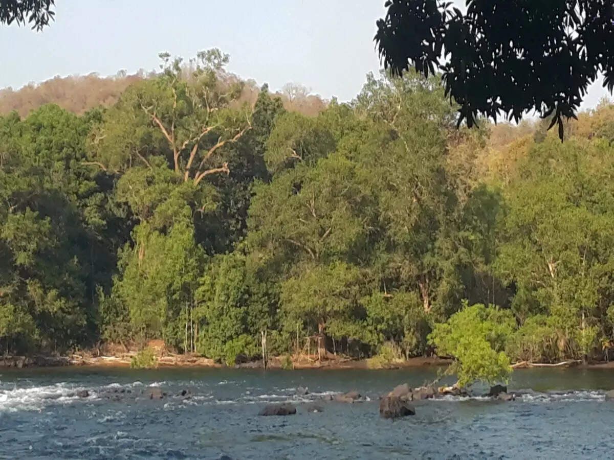 What’s inside Karnataka’s Kali Tiger Reserve?, Karnataka - Times of ...